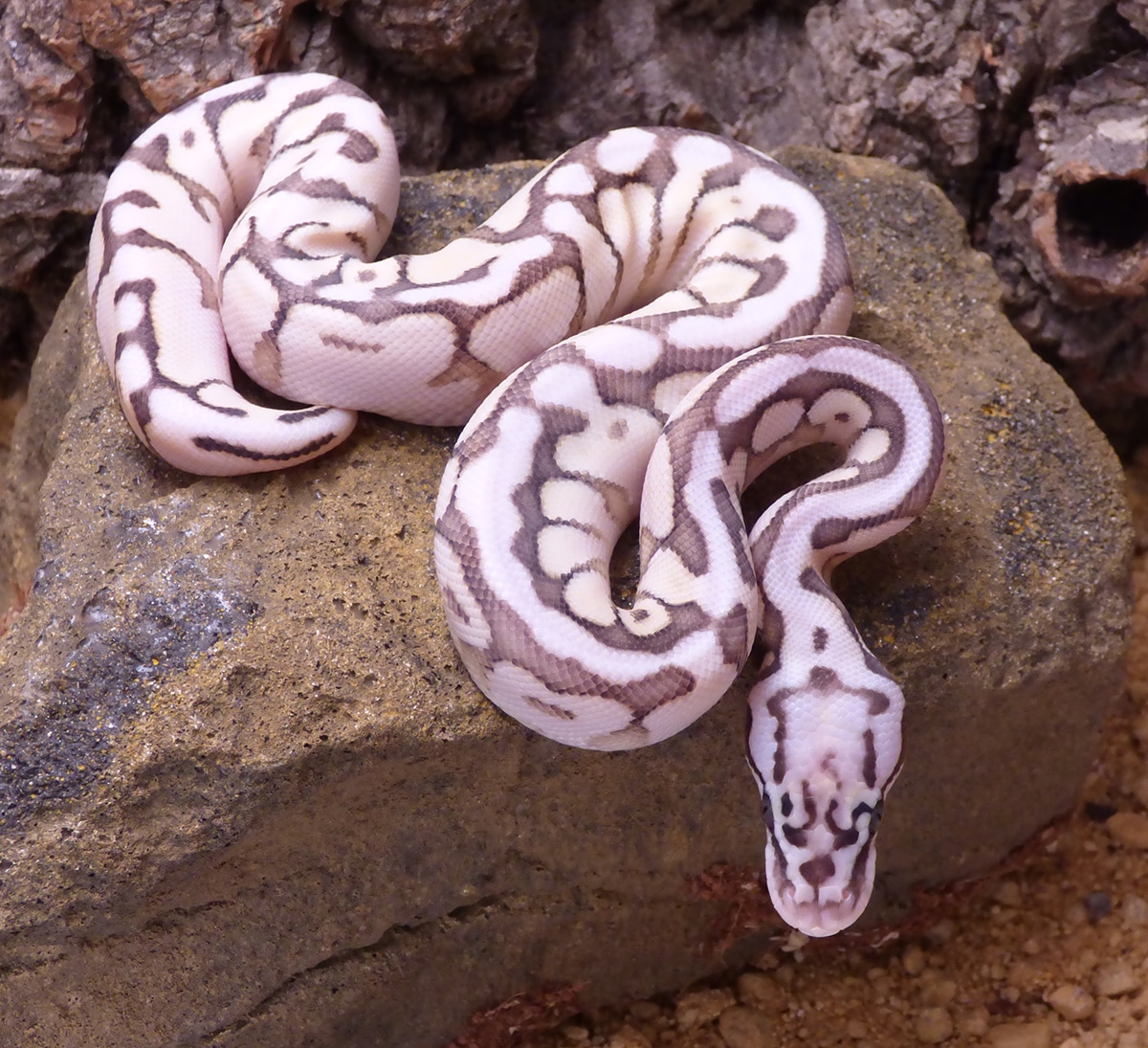 Pastel Lesser HRA Spider Het Puzzle Ball Python by Morph Magic Ball Pythons - MorphMarket