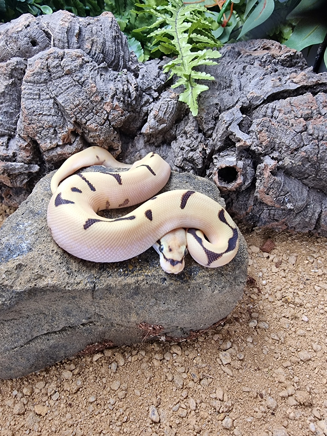 Super Orange Dream Spider Ball Python by Morph Magic Ball Pythons ...