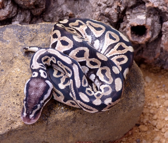 Pastel Hra Het Puzzle Ball Python By Morph Magic Ball Pythons