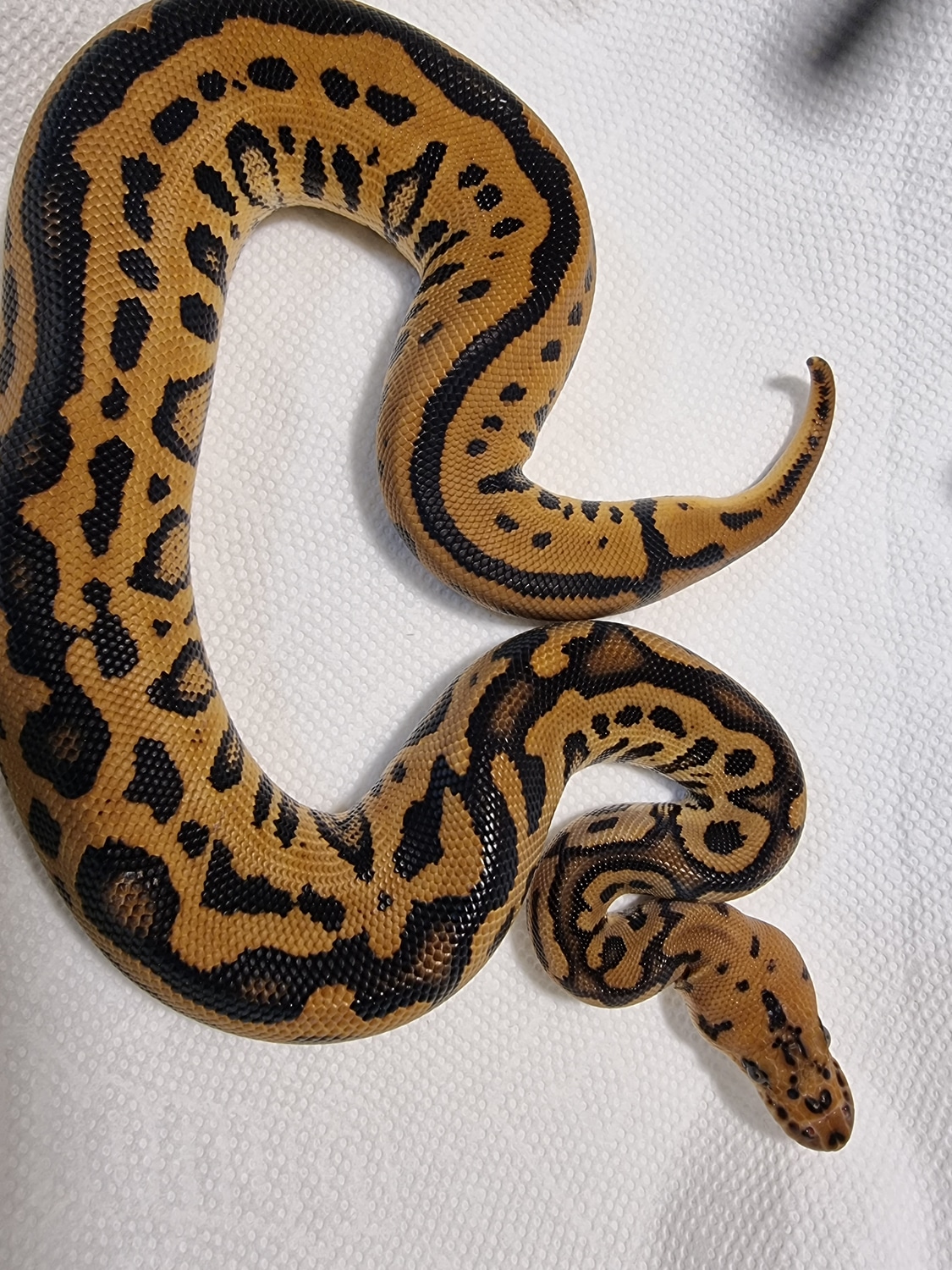 Black Pastel Batman Ball Python by Morph Magic Ball Pythons - MorphMarket
