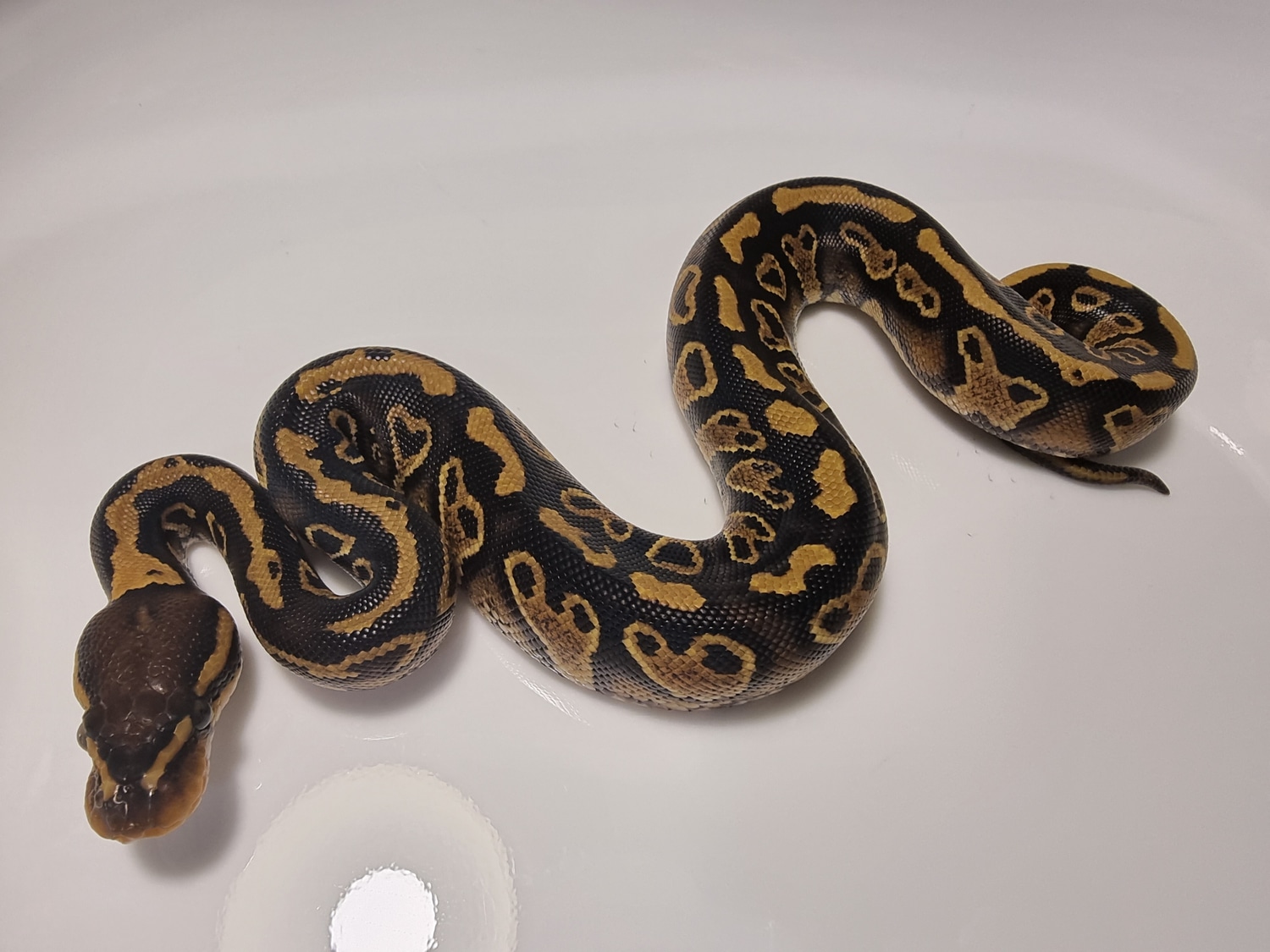 Hurricane Het Clown Ball Python By Morph Magic Ball Pythons Morphmarket
