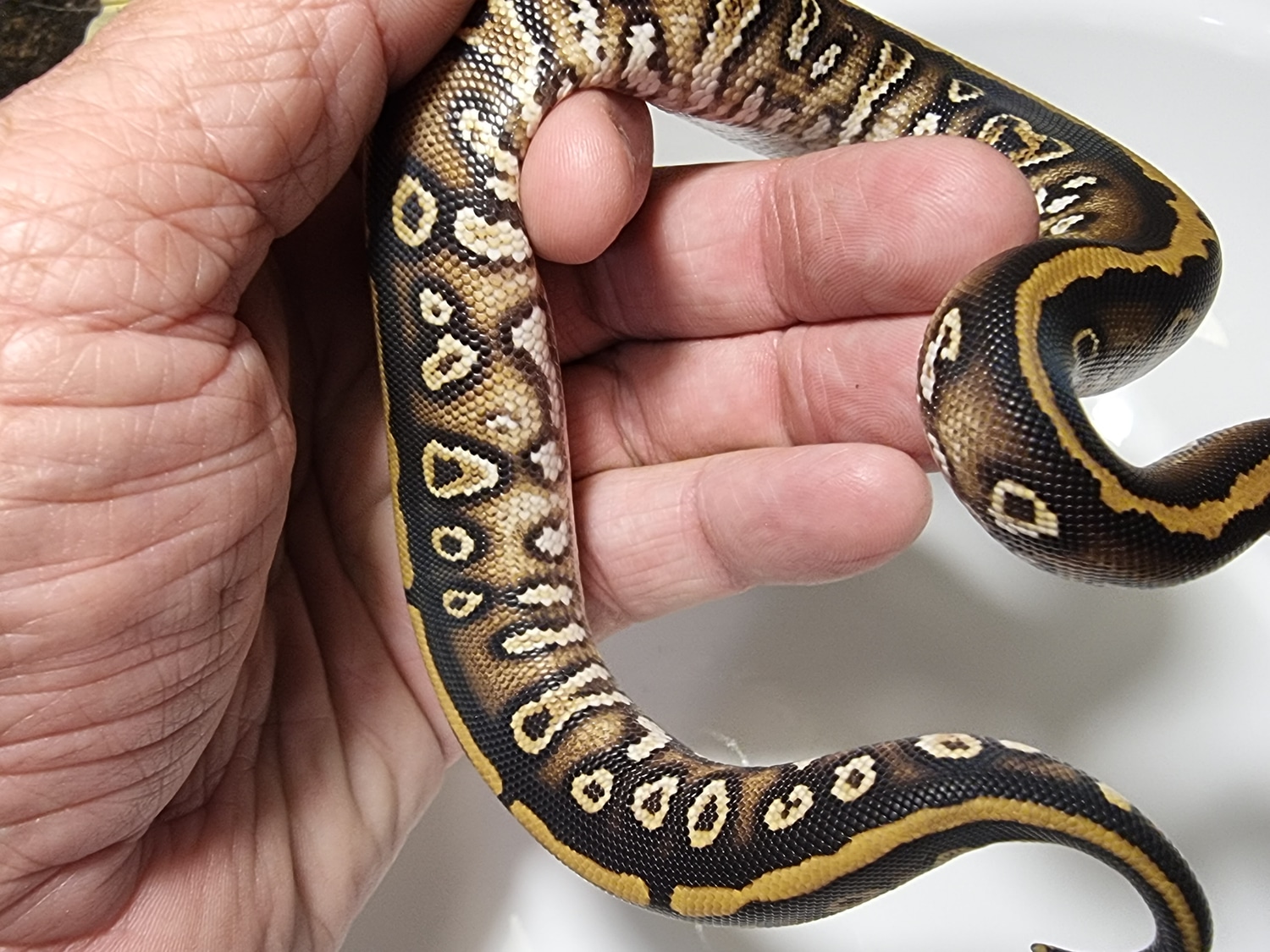 Cypress Stranger Het Clown Ball Python By Morph Magic Ball Pythons