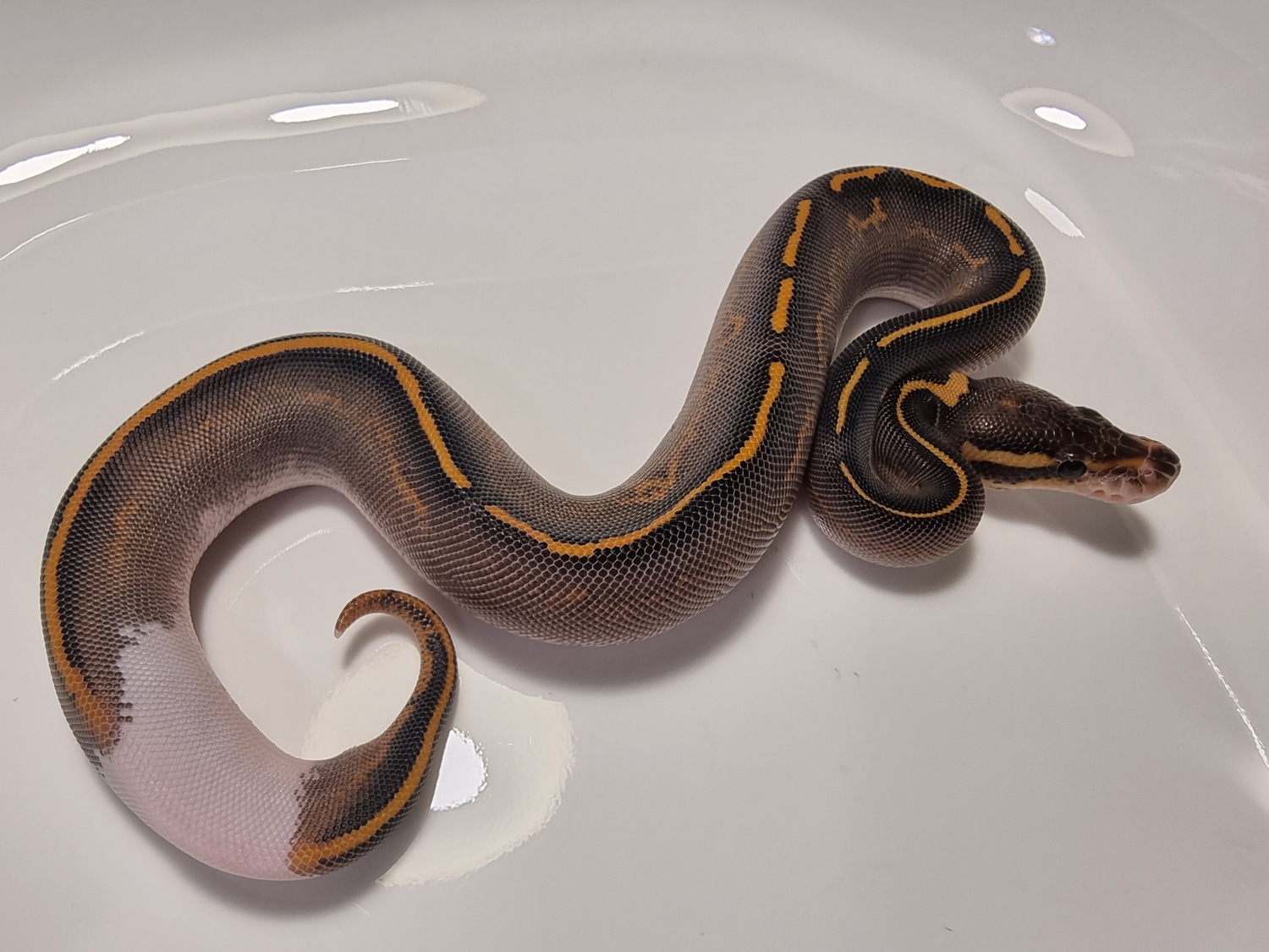 Freeway Ball Python By Morph Magic Ball Pythons Morphmarket