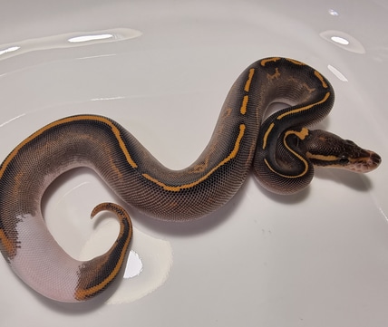 Stranger Confusion Clown Ball Python by Morph Magic Ball Pythons ...