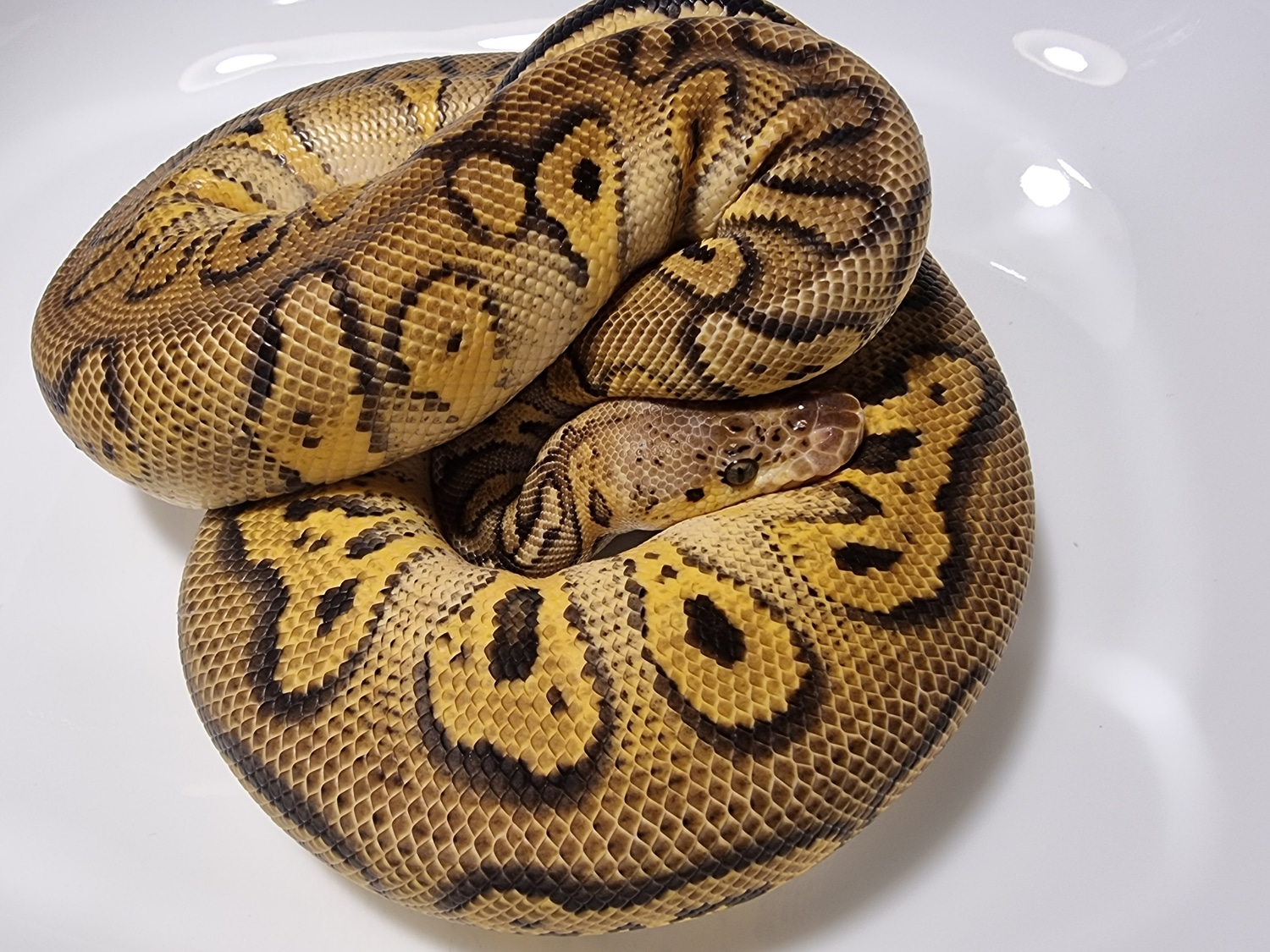 Pastel Stranger Clown Ball Python by Morph Magic Ball Pythons - MorphMarket
