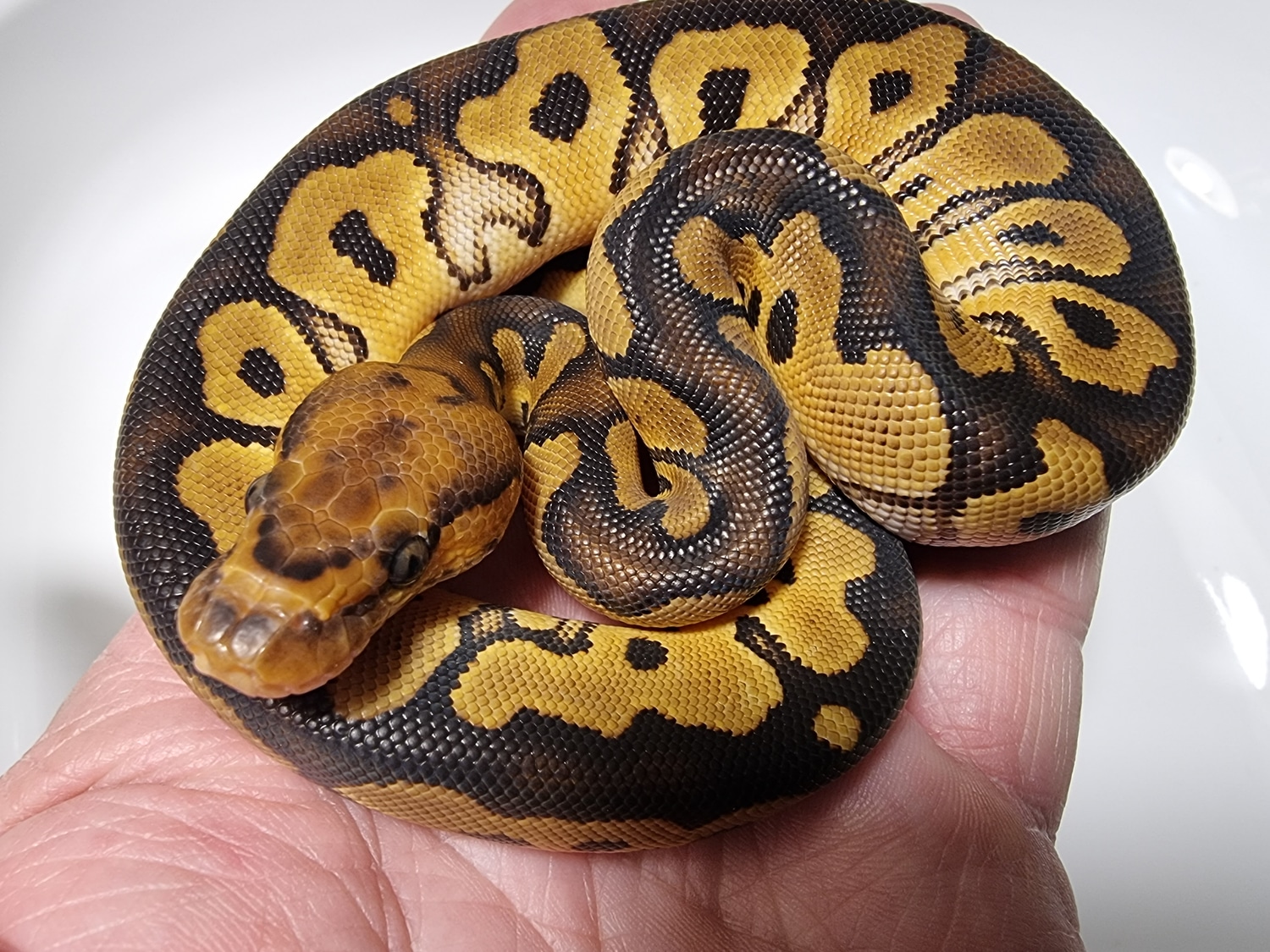 Chocolate Clown Ball Python by Morph Magic Ball Pythons - MorphMarket