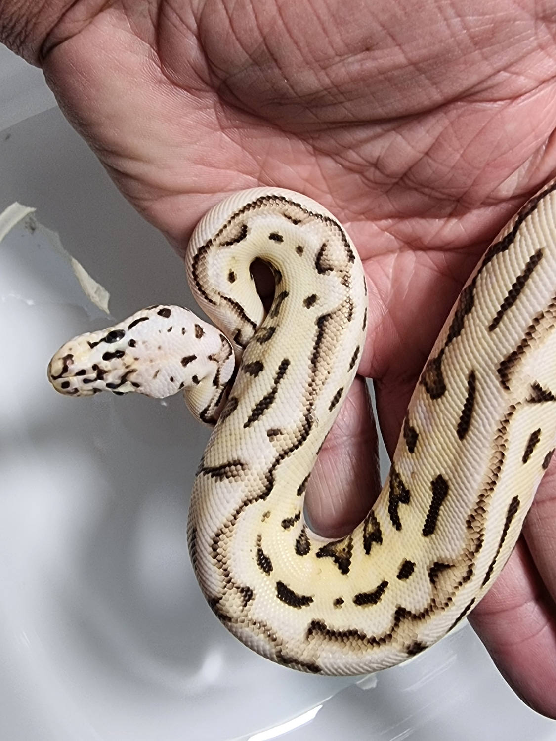 Pastel Fire Hra Spider Puzzle Ball Python By Morph Magic Ball Pythons