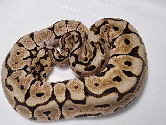 HRA Spider Puzzle Ball Python by Morph Magic Ball Pythons