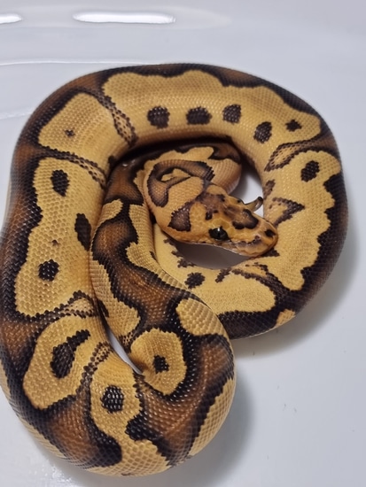 Fire Redstripe Clown Ball Python by Morph Magic Ball Pythons