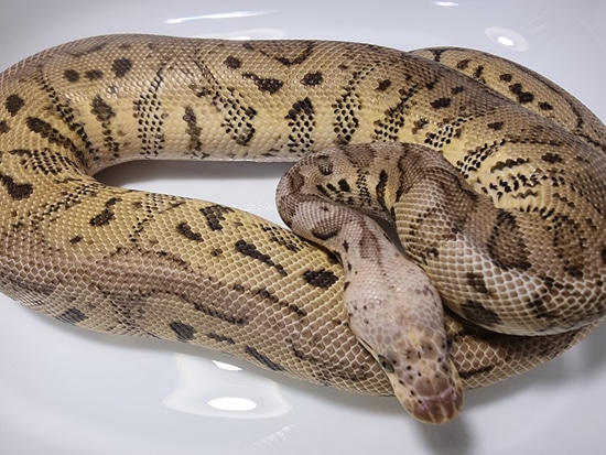 Pastel Confusion Clown (BREEDER) Ball Python by Morph Magic Ball Pythons