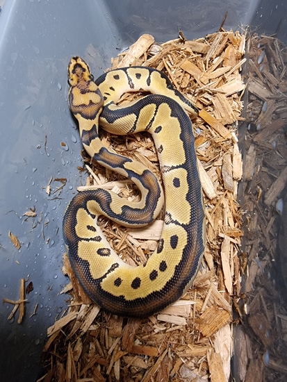 Het Red Axanthic Clown Ball Python By Morph Magic Ball Pythons