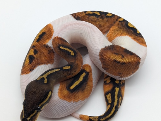 OD Hurricane Pied Ball Python by Morph Magic Ball Pythons