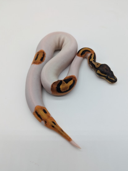 OD Hurricane Pied Ball Python by Morph Magic Ball Pythons