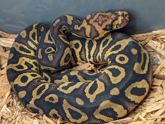 Stranger Confusion Clown Ball Python By Morph Magic Ball Pythons