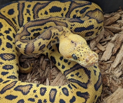 Stranger Confusion Clown Ball Python by Morph Magic Ball Pythons ...