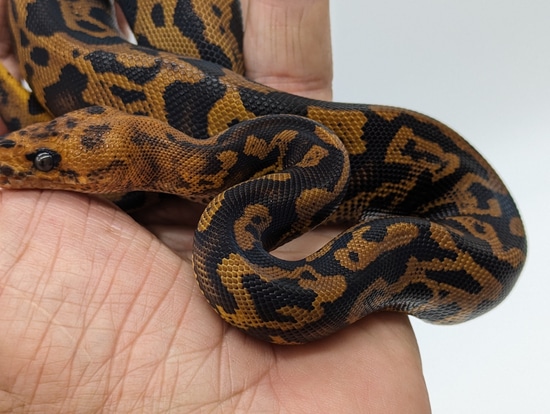 Leopard Confusion Stranger Clown Ball Python by Morph Magic Ball Pythons