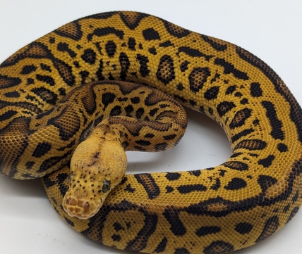 Redstripe Clown Ball Python by Morph Magic Ball Pythons - MorphMarket