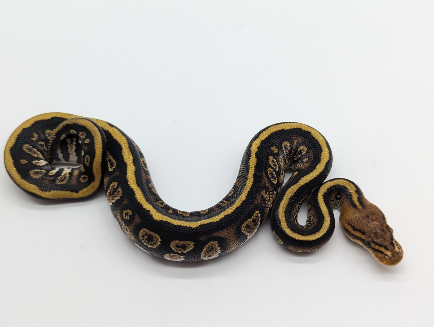 Cypress Stranger Het Clown Ball Python By Morph Magic Ball Pythons 