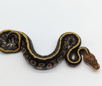 Stranger Confusion Clown Ball Python by Morph Magic Ball Pythons ...