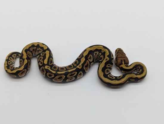 Cypress Spotnose Het Clown Ball Python By Morph Magic Ball Pythons