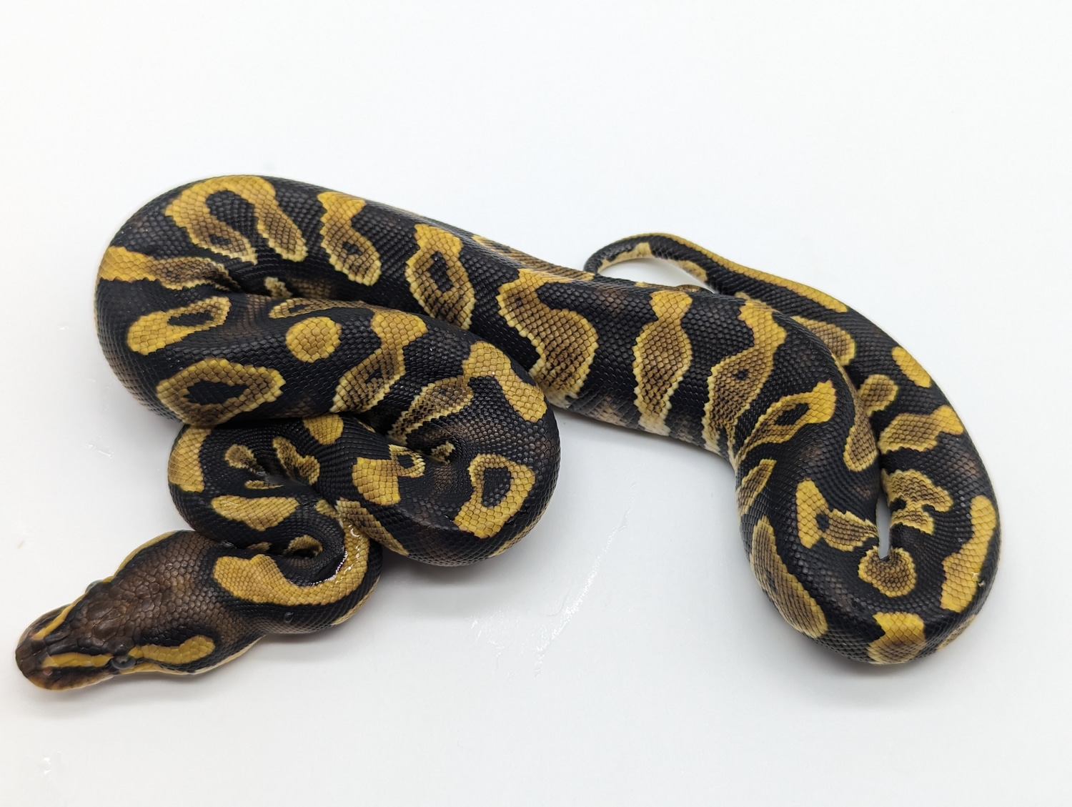 Chocolate Het Clown Ball Python by Morph Magic Ball Pythons - MorphMarket