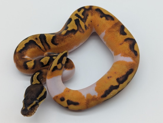 OD Enchi Hurricane Pied POS Het MJ Axanthic Ball Python by Morph Magic ...