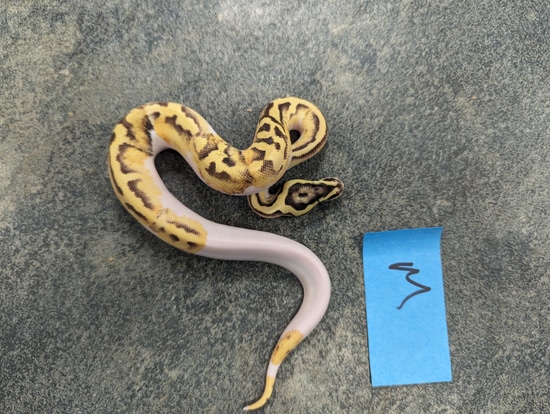 Enchi Fire Pied Ball Python by Morph Magic Ball Pythons