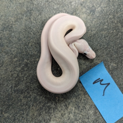 Stranger Confusion Clown Ball Python by Morph Magic Ball Pythons ...