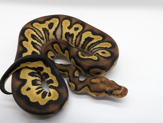 Chocolate Clown Ball Python by Morph Magic Ball Pythons
