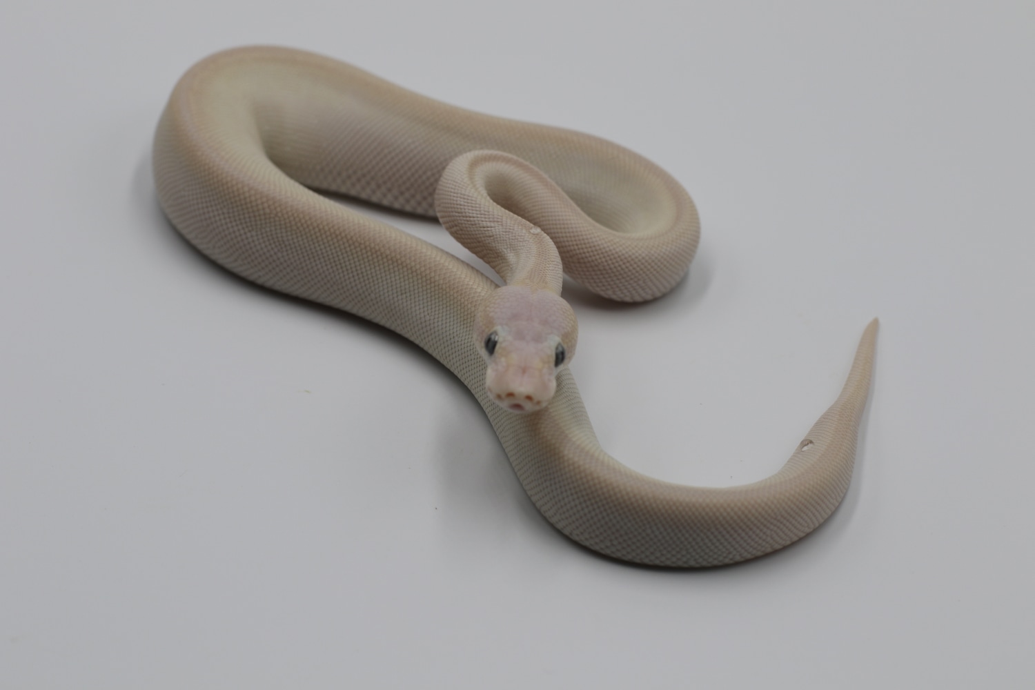 BEL (Lesser Mystic) Ball Python by Morph Maker Reptiles - MorphMarket