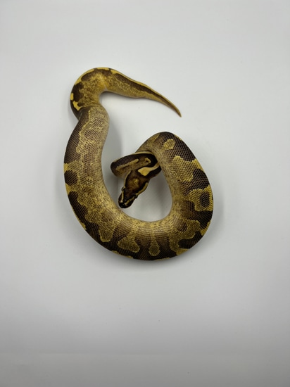 Enchi Super Asphalt Poss Het Pied Ball Python by Morph Maker Reptiles