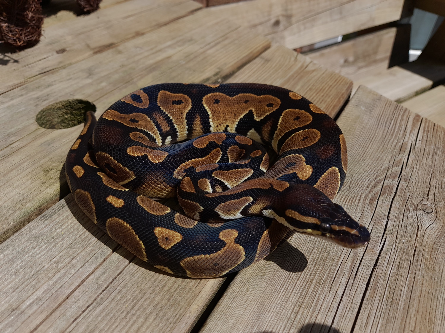 Blackhead Red And Ringer Gene Ball Python by Morphman - MorphMarket