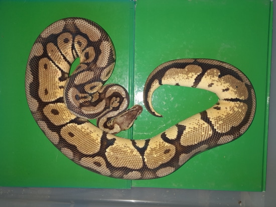 Citrus Pastel Spector Ball Python by Morphman