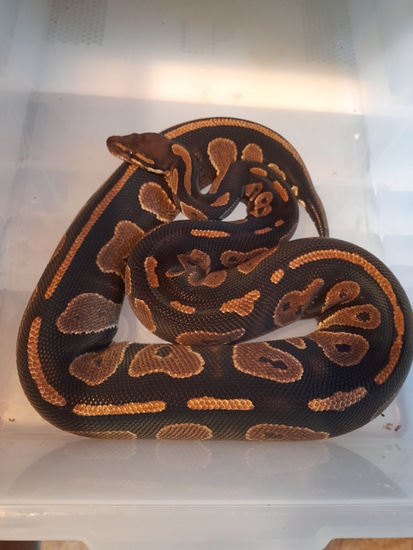 Blackhead Red And Ringer Gene Ball Python by Morphman