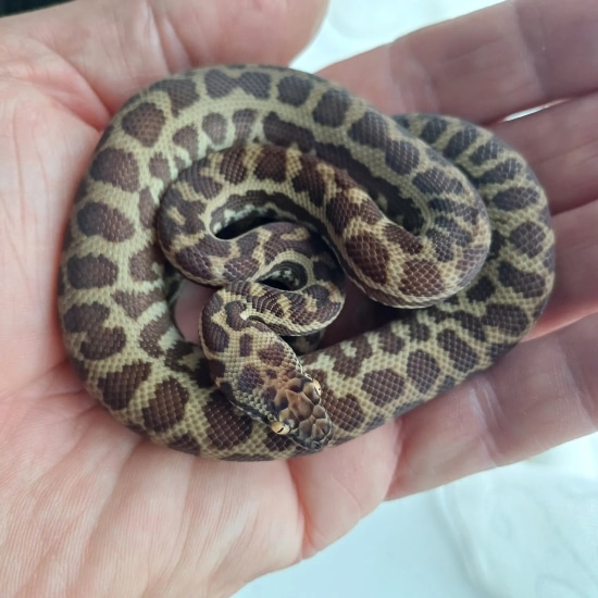 Wheatbelt Locality Western Stimson's Python by Morphman