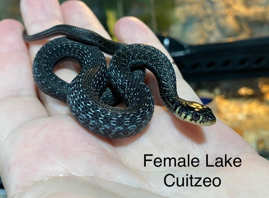 2023 CBB Lake Cuitzeo Garter Snake by Garters Dunn Right