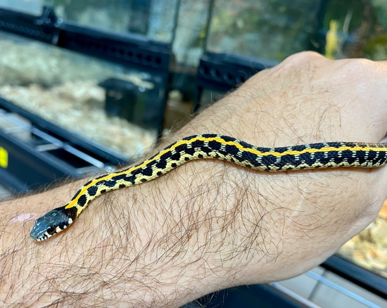 Eastern Blackneck Garter Snake by Garters Dunn Right