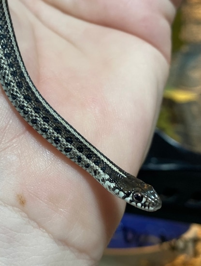 CBB Axanthic Plains Garter Snake by Garters Dunn Right