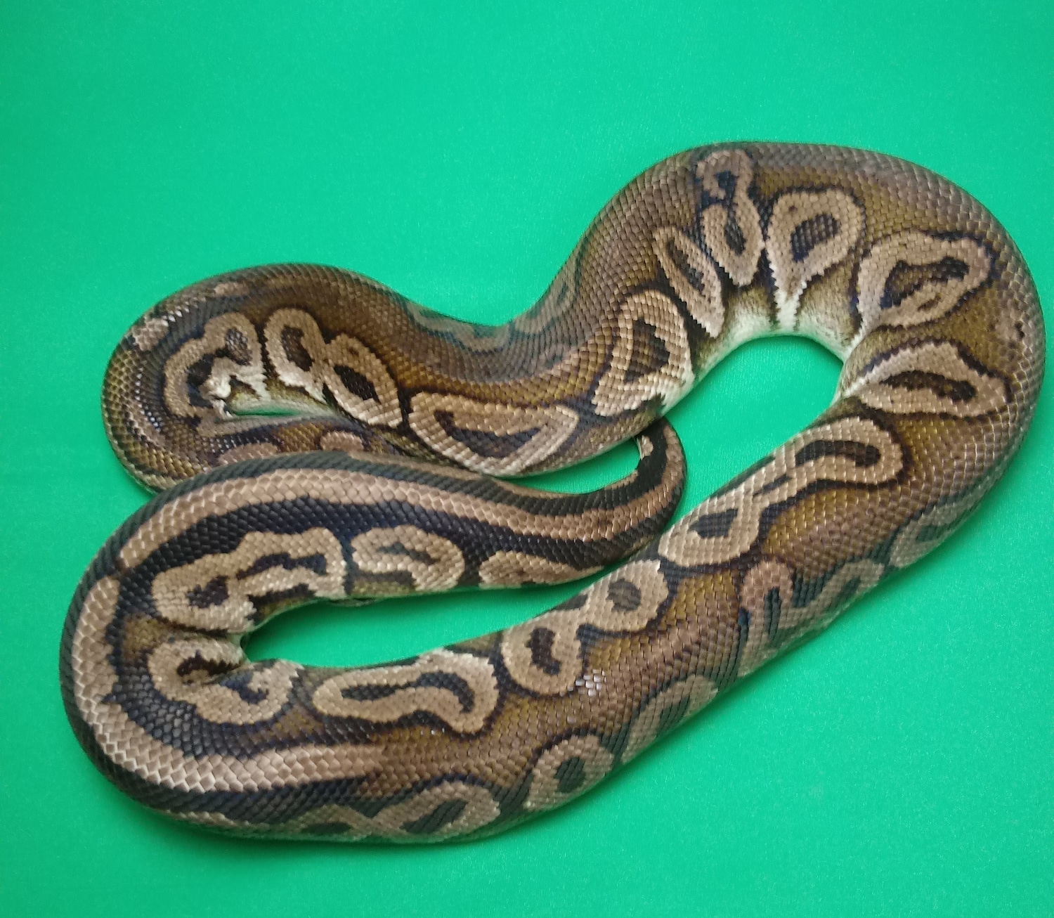Pewter Ball Python by Morphmart Reptiles LLC - MorphMarket