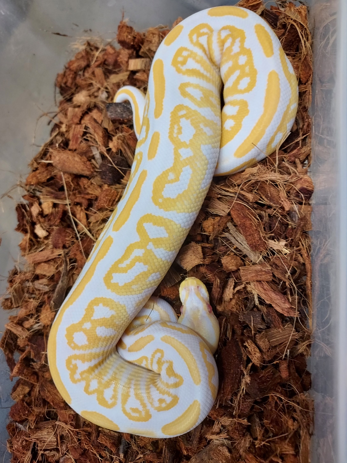 Black Pastel Albino Ball Python by Morphmart Reptiles LLC - MorphMarket