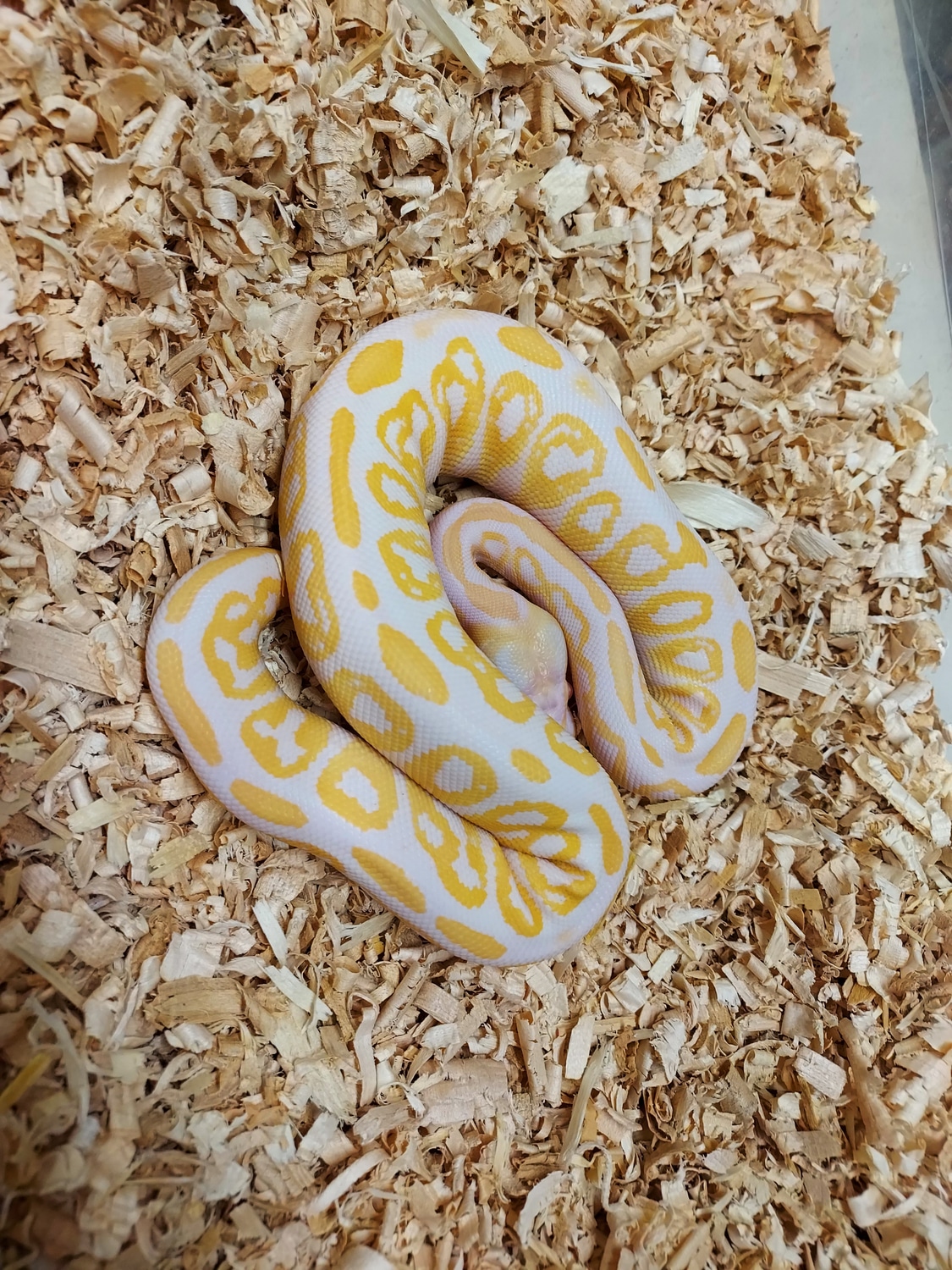 Black Pastel Albino Ball Python by Morphmart Reptiles LLC - MorphMarket