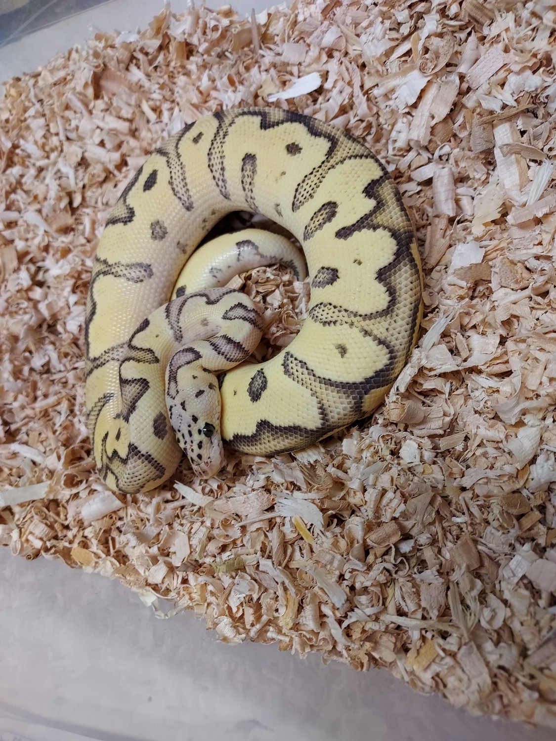Firefly Clown Ball Python by Morphmart Reptiles LLC - MorphMarket