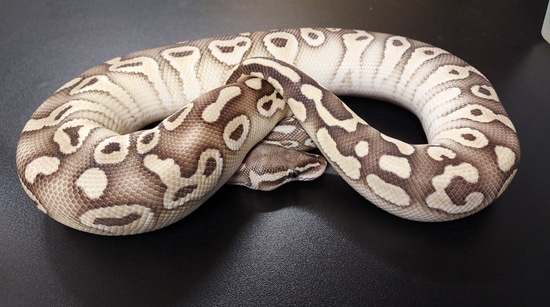Pewter Lesser Calico Ball Python by Morphmart Reptiles LLC