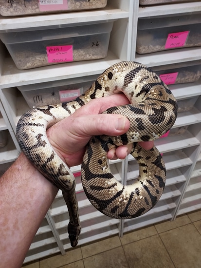 Inferno Ball Python by Morphmart Reptiles LLC