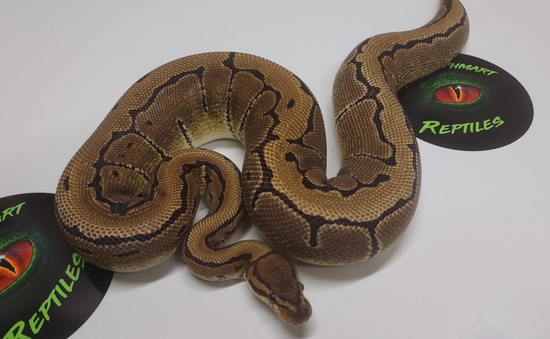 Enchi Pinstripe Ball Python by Morphmart Reptiles LLC
