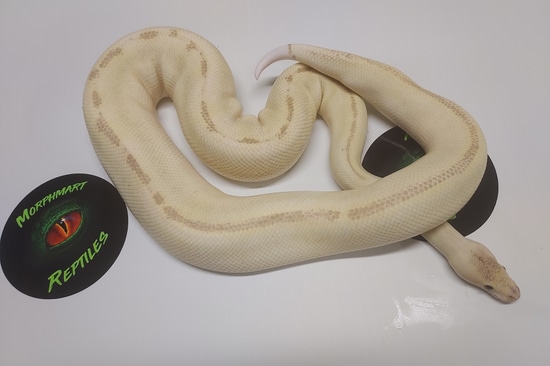 Champagne Lesser Pastel Ball Python by Morphmart Reptiles LLC