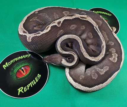 Morphmart Reptiles LLC - MorphMarket