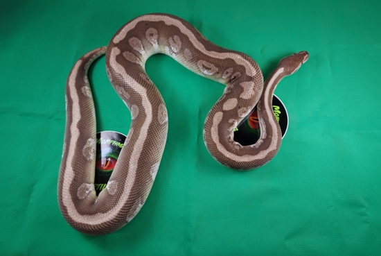 Pastel Soul Sucker Possible Yellowbelly Ball Python by Morphmart ...