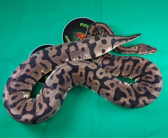 Inferno Ball Python by Morphmart Reptiles LLC