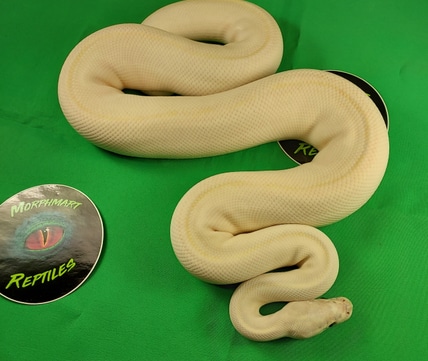 Morphmart Reptiles LLC - MorphMarket